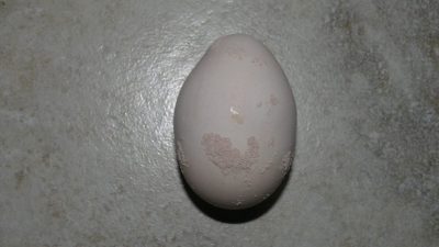 Abnormal Chicken Eggs - Backyard Poultry